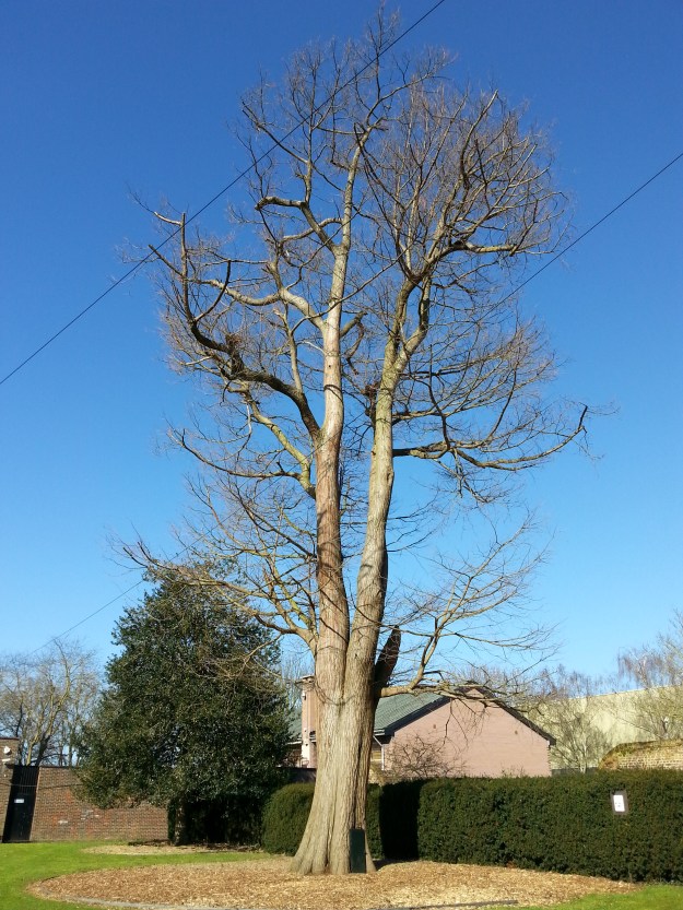 Trees | Mitcham History Notes